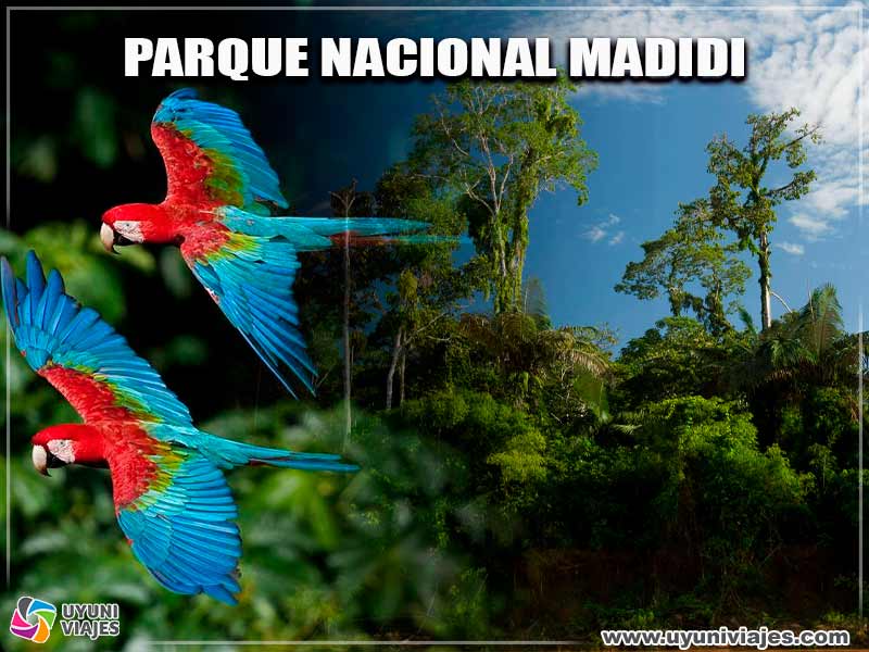 Madidi Bolivia Madidi Jungle Ecolodge 3 Of 4 Dagen